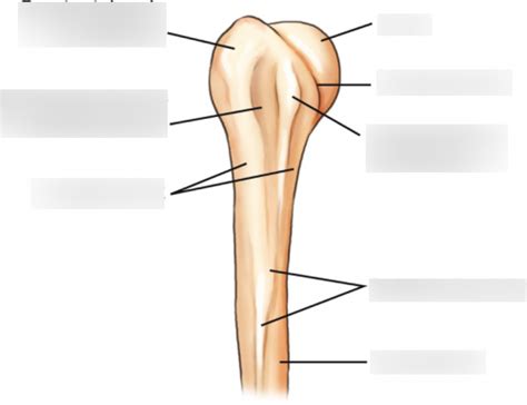 Pandp Ch 5 Diagram Quizlet