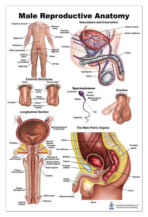 Reproductive System Diagram Male Anatomy Front View