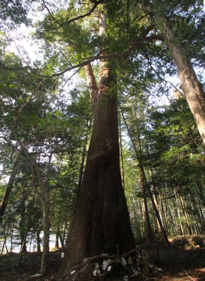 熊野神社の大杉