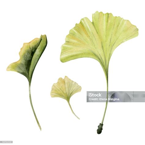 수채화 그린 노란 은행 나무 잎 흰색에 고립 된 3 개 세트 손으로 그린 예술적 식물 그림 0명에 대한 스톡 벡터 아트 및 기타 이미지 Istock