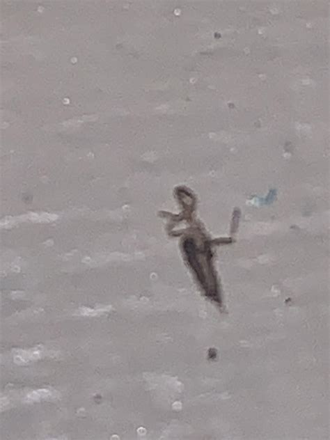 Please Help Me Identify These Bugs R Insects