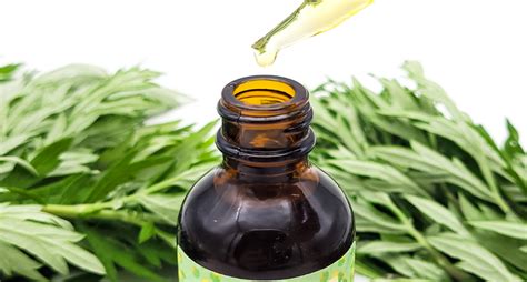 The Magical And Medicinal Benefits Of Mugwort Katie Mae Naturals Llc