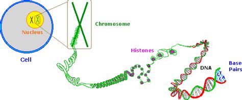 Nucleic Acids Chemistry Libretexts