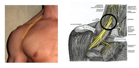 The Scalene Muscles Blood Supply Innervation Geeky Medics