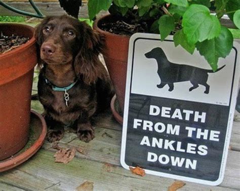 Dog Lovers Cant Help But Smile At These 21 Adorably Funny Dog Signs