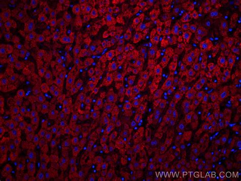 Complement Factor B Antibody Cl594 66154 Proteintech