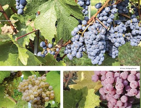 Newly Approved Piwi Varieties In The Wine Regions Of Europe Piwi