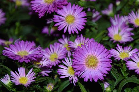 무료 사진 잎 여름 보라색 꽃 정원 자연 꽃잎 식물 꽃