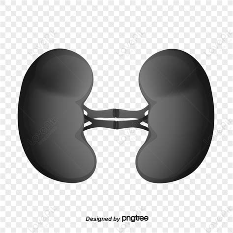 만화 인체 일러스트 장기를 아이콘 벡터 도사람 기관조직 Png 일러스트 무료 다운로드 Lovepik