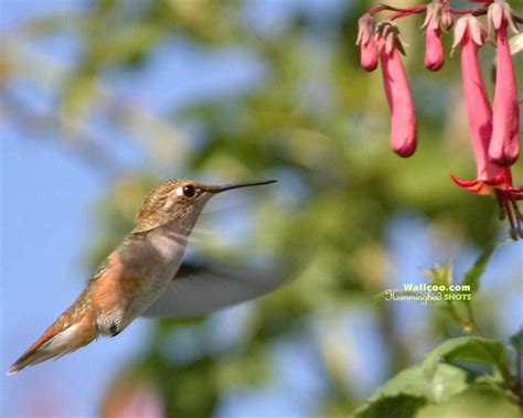 Cute Hummingbird Wallpapers Top Free Cute Hummingbird Backgrounds