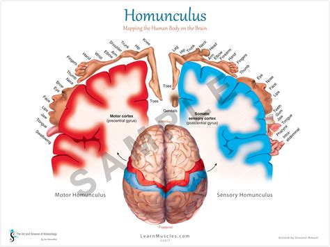 Sensory Homunculus