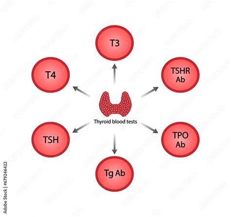 Thyroid Test Thyroid Gland Tsh T3 T4 Hormones Thyroglobulin Thyroid Peroxidase And Thyroid