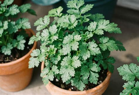 How To Grow Cilantro In A Pots And Get Lush Herbs