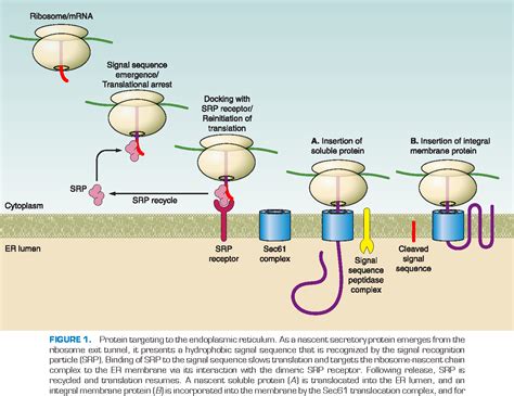 Protein Folding Pathways At Jayden Nobbs Blog