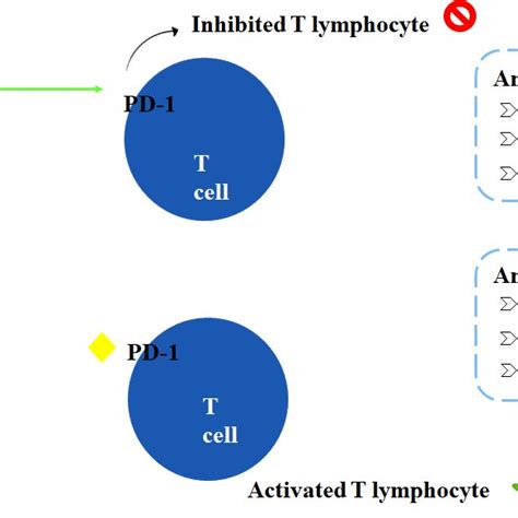 Inhibition Of T Lymphocytes Caused By Pd L1 Binding To Pd 1 And