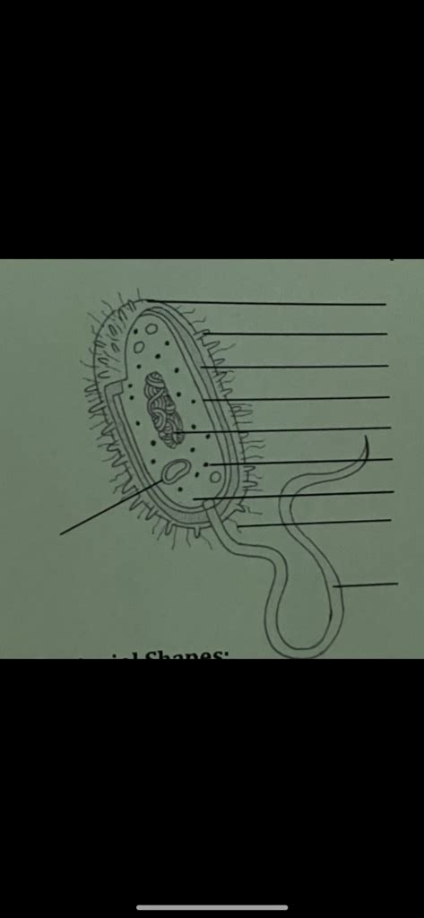 Prokaryotic Cells Diagram Quizlet