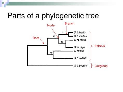 Ppt Phylogenetic Analyses Powerpoint Presentation Free Download Id
