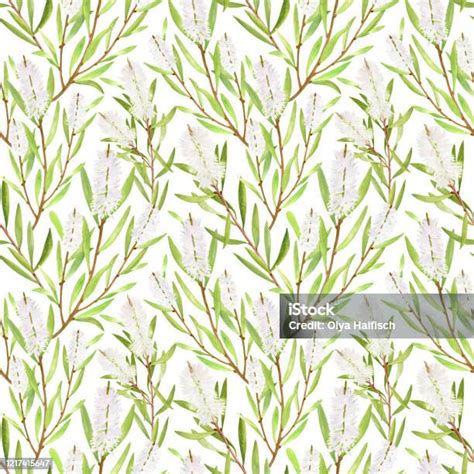 수채화 티 트리 잎 꽃 매끄러운 패턴 멜라루카의 손으로 그린 식물 그림 흰색 배경에 고립 된 녹색 약용 식물 화장품 섬유 패키지 허브 나뭇가지에 대한 스톡 벡터 아트 및