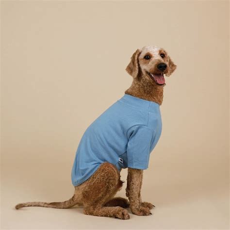 갈색 강아지 옷 추천 15가지 어떤 색이 찰떡같이 어울릴까 비마이펫 라이프