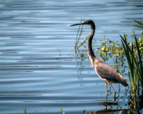 Heron Lake Photograph By Robert Prado Pixels