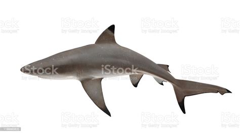 흰색 배경 컷 아웃 준비 꼬리 아래 쪽보기 3d 렌더링에 고립 된 암초 상어 상어상목에 대한 스톡 사진 및 기타 이미지 상어상목 컷아웃 고래 Istock