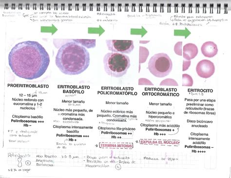 Sangre 11 Proceso De Hematopoyesis Hasta La Formación Del Eritrocito