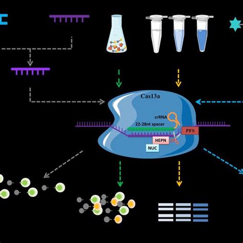 Schematic Representation Of Crisprcas12 System Based Molecular Method