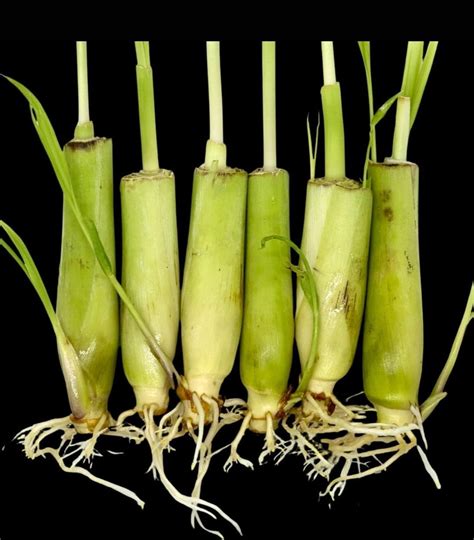 6 Lemon Grass Live Plants Lemongrass Plants For Outside