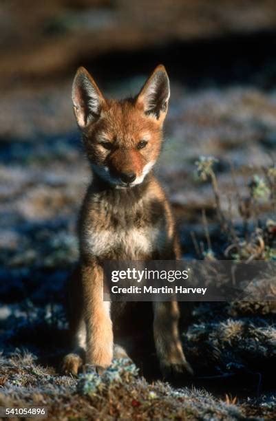 Ethiopian Wolf Photos And Premium High Res Pictures Getty Images