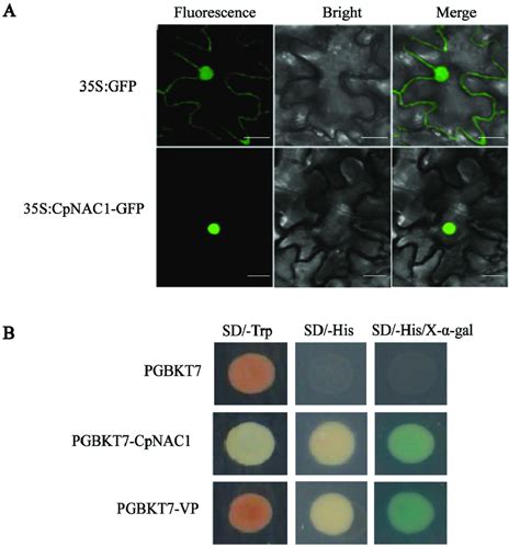 Subcellular Localization And Transactivation Activity Analysis Of