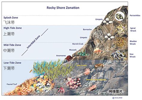 潮间带生物的本领 砂麼東東