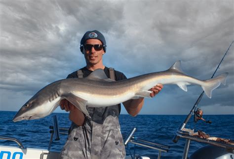 Gummy Shark Mum Strikes Again With Another Western Port Special The