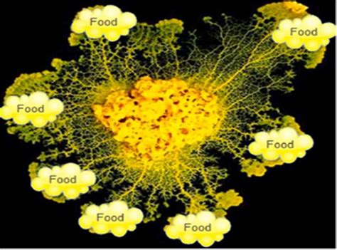 foraging morphology of slime mould [25] download scientific diagram