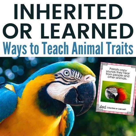 50 Classroom Job Ideas For Elementary Classrooms