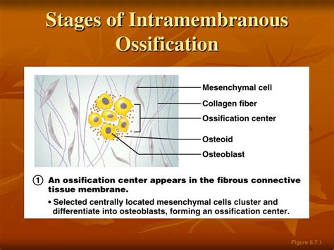 Ppt Stages Of Intramembranous Ossification Powerpoint Presentation