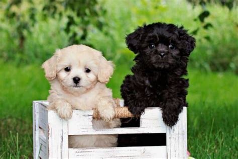 Peekapoo 101 Intro To The Pekingese Poodle Mix Doodle Doods