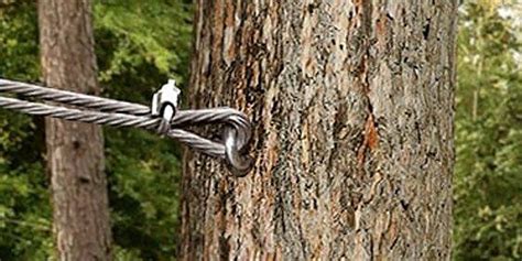 Is Tree Cabling A Good Idea When Is Tree Cabling Necessary