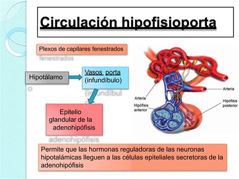 Glandulahipofisis 160114095117pptx Endocrine And Metabolic Diseases Diseases And Conditions