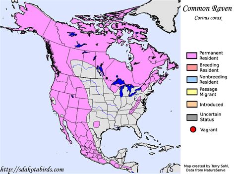 Common Raven Species Range Map