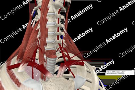 Internal Thoracic Artery Complete Anatomy