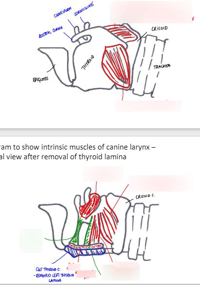 RE3 Larynx Schematic Diagrams Of The Intrinsic Muscles Of The Larynx