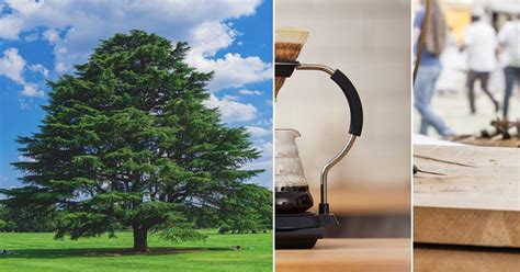 5 Stories About Pandas Curated By Adrian Medium