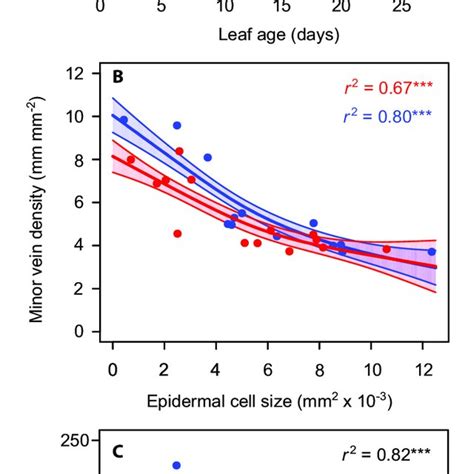 A Epidermal Cell Size During Leaf Expansion And B The Relationship