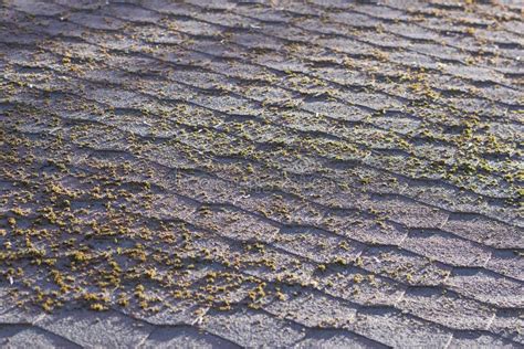 Wooden Surface With Moss Background Texture Stock Image Image Of