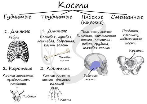 Классификация анатомии человека