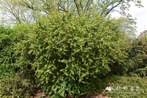 直序小檗Berberis orthobotrys 花卉图片网
