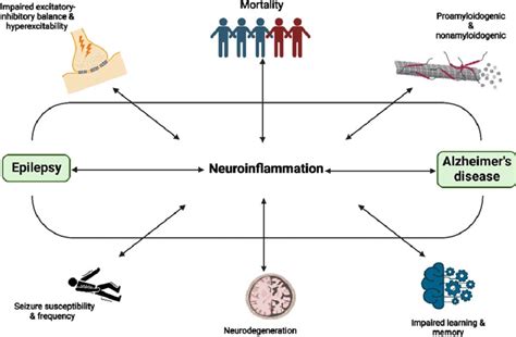 The Association And Consequences Of Neuroinflammation In Ad And Download Scientific Diagram