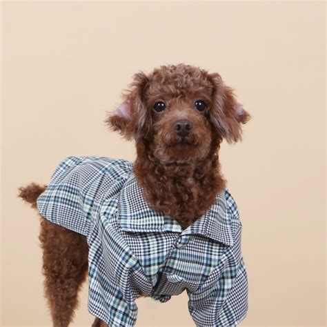 의정부 셀프 촬영 스튜디오 르뽀렘에서 강아지 프로필 사진 찍었어요 네이버 블로그