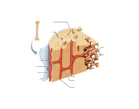 Microscopic Anatomy Of Compact Bone Quiz