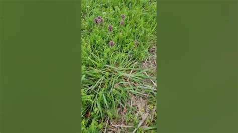 산책길에도 봄이 왔네요 Youtube